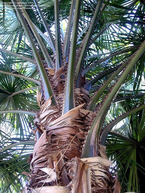 Livistona saribus - Palmpedia - Palm Grower's Guide