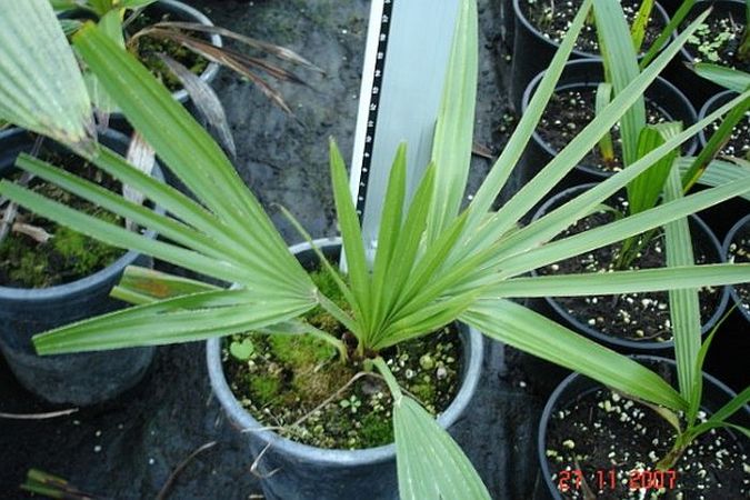 Brahea dulcis - Palmpedia - Palm Grower's Guide