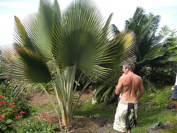 Copernicia fallaensis - Palmpedia - Palm Grower's Guide