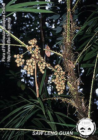Daemonorops periacantha - Palmpedia - Palm Grower's Guide