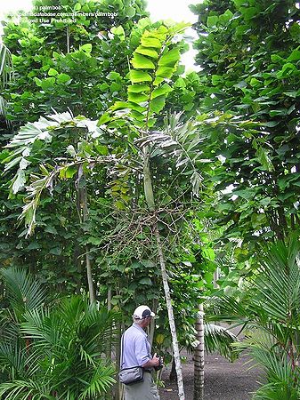 Balaka seemannii - Palmpedia - Palm Grower's Guide