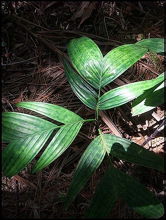 Pinanga disticha - Palmpedia - Palm Grower's Guide