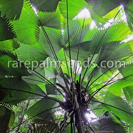 Sabinaria magnifica - Palmpedia - Palm Grower's Guide