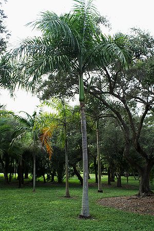 Roystonea altissima - Palmpedia - Palm Grower's Guide