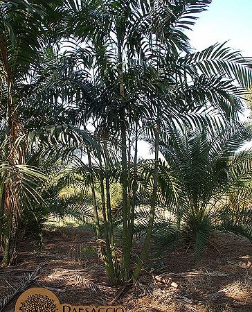 Ptychosperma lineare - Palmpedia - Palm Grower's Guide