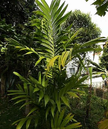 Areca triandra - Palmpedia - Palm Grower's Guide
