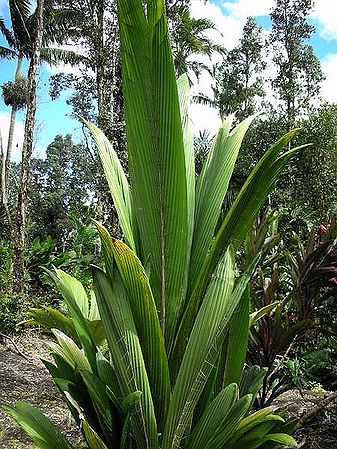 Bactris militaris - Palmpedia - Palm Grower's Guide