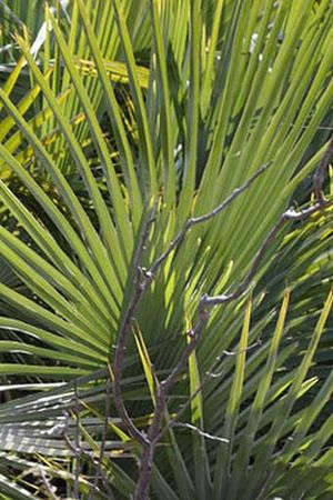 Brahea dulcis - Palmpedia - Palm Grower's Guide