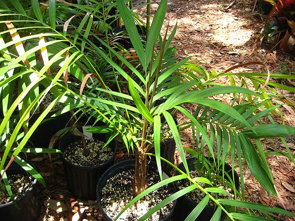 Dypsis sp. 'dwarf' - Palmpedia - Palm Grower's Guide
