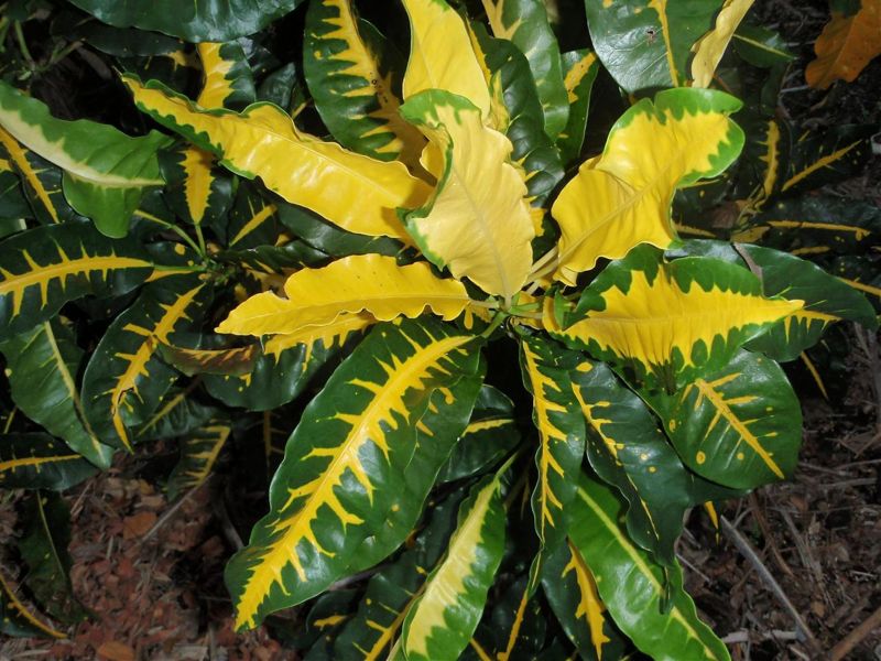 FISH BONE - Palmpedia - Palm Grower's Guide