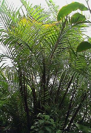 Bactris guineensis - Palmpedia - Palm Grower's Guide