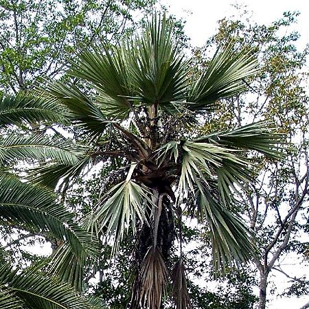 Latania loddigesii - Palmpedia - Palm Grower's Guide