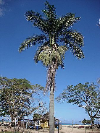 Roystonea princeps - Palmpedia - Palm Grower's Guide