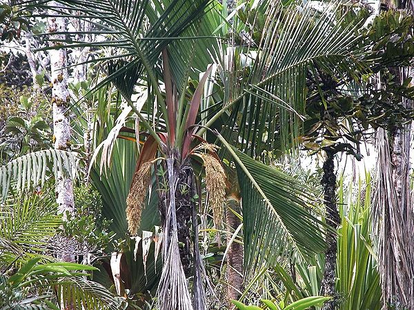 Ravenea beentjei - Palmpedia - Palm Grower's Guide