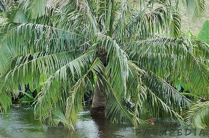 Ravenea musicalis - Palmpedia - Palm Grower's Guide