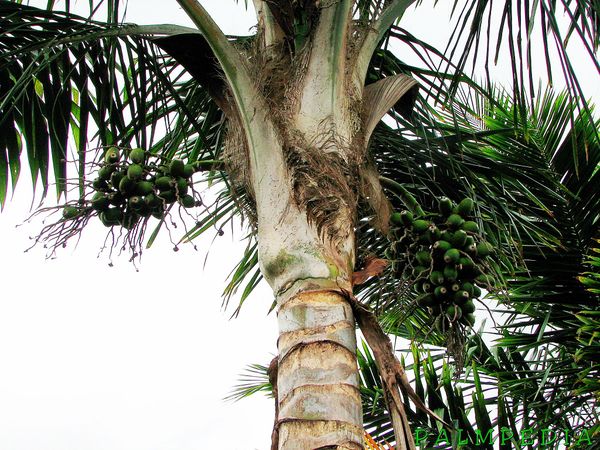 Syagrus amara - Palmpedia - Palm Grower's Guide