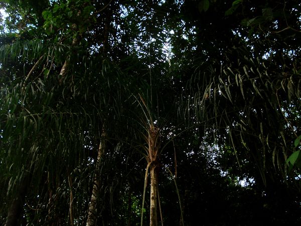 Syagrus cocoides - Palmpedia - Palm Grower's Guide