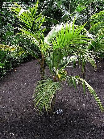 Nenga pumila var. pachystachya - Palmpedia - Palm Grower's Guide