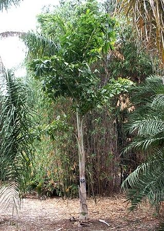 Caryota maxima - Palmpedia - Palm Grower's Guide