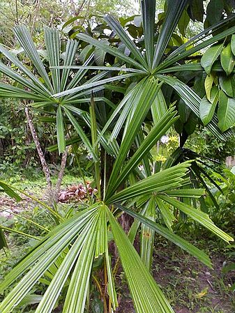 Licuala paludosa - Palmpedia - Palm Grower's Guide