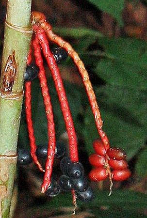 Pinanga auriculata - Palmpedia - Palm Grower's Guide