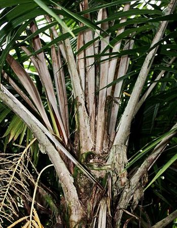 Ravenea moorei - Palmpedia - Palm Grower's Guide