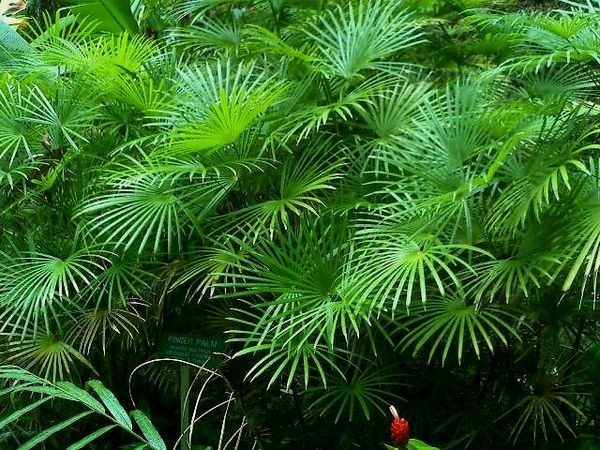 Rhapis multifida - Palmpedia - Palm Grower's Guide