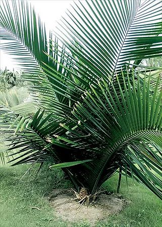 Attalea allenii - Palmpedia - Palm Grower's Guide