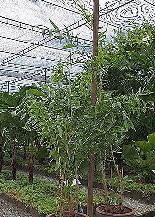 Calamus palustris - Palmpedia - Palm Grower's Guide