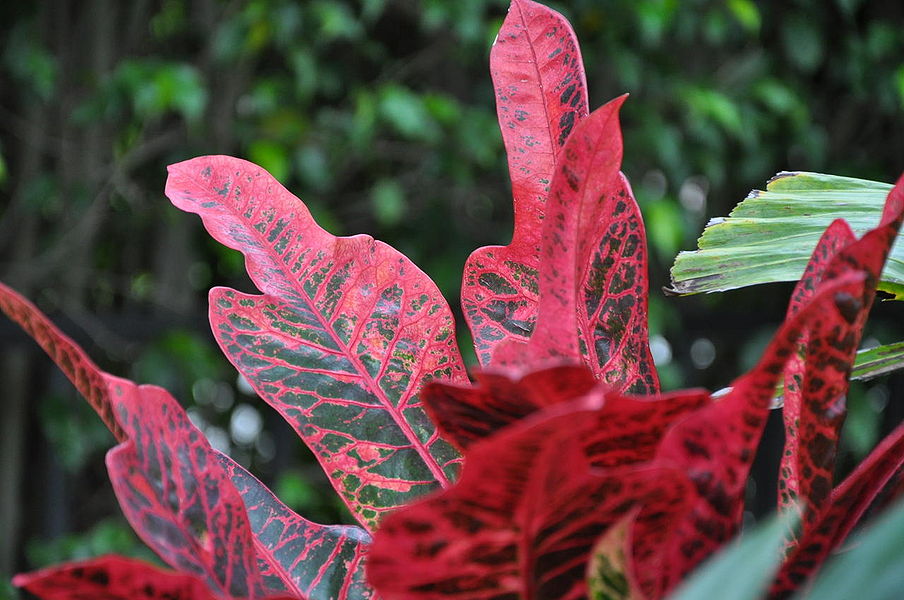 CHARLES RUTHERFORD - Palmpedia - Palm Grower's Guide