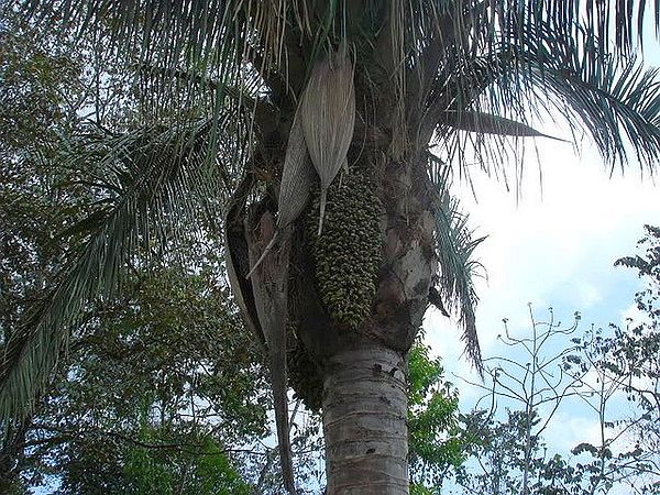 Attalea rostrata - Palmpedia - Palm Grower's Guide