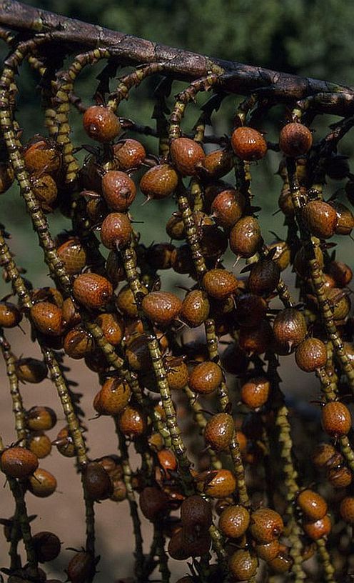 Laccosperma secundiflorum - Palmpedia - Palm Grower's Guide