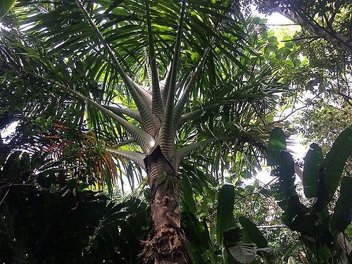 Metroxylon salomonense - Palmpedia - Palm Grower's Guide