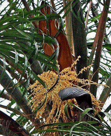 Syagrus macrocarpa - Palmpedia - Palm Grower's Guide