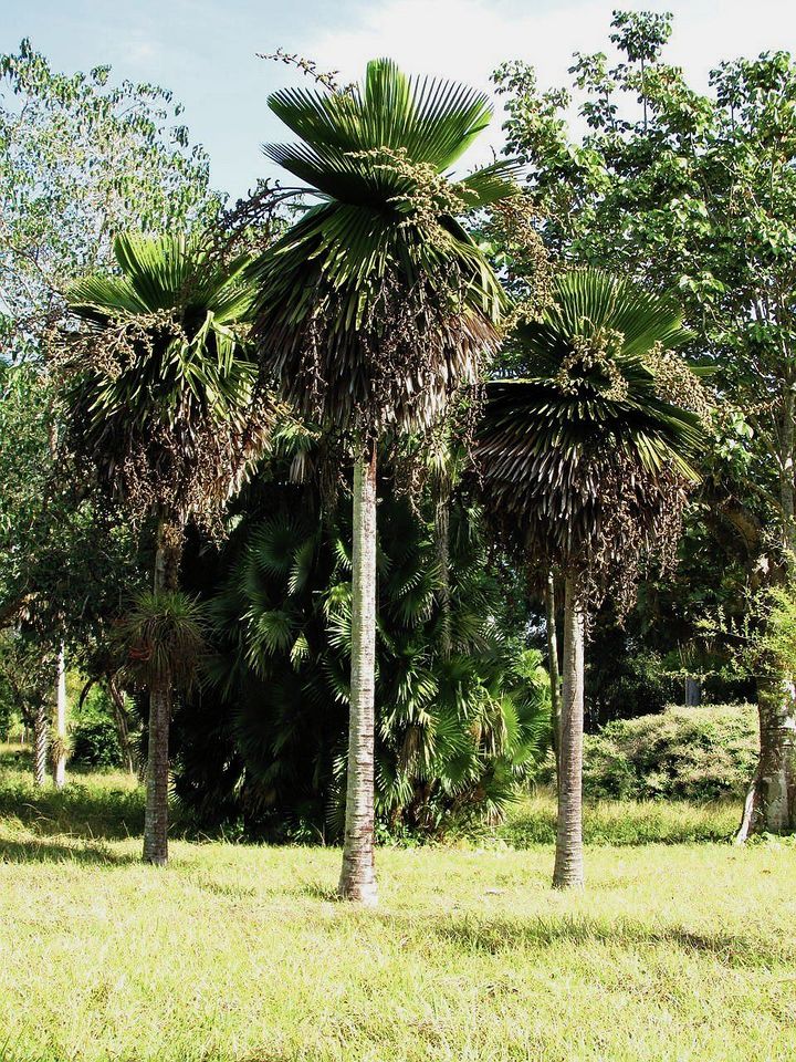 Copernicia macroglossa - Palmpedia - Palm Grower's Guide