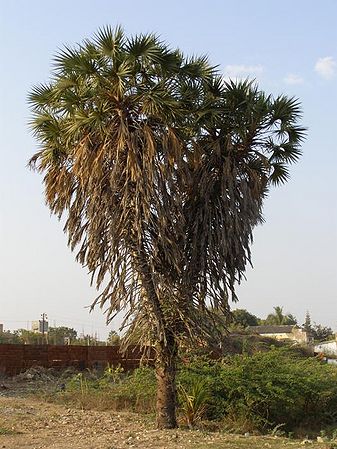 Hyphaene dichotoma - Palmpedia - Palm Grower's Guide