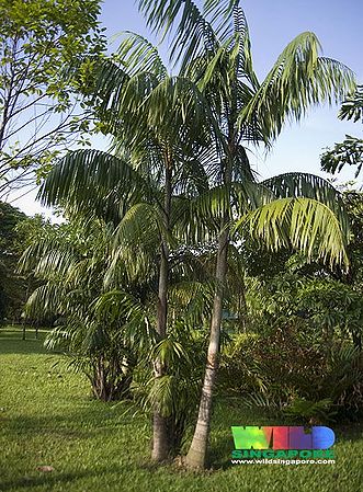 Oncosperma tigillarium - Alchetron, The Free Social Encyclopedia