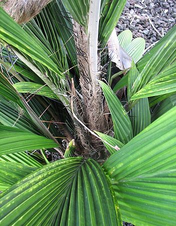 Bactris militaris - Palmpedia - Palm Grower's Guide