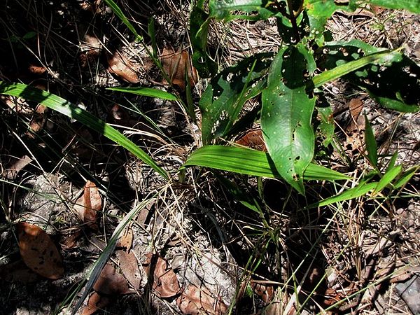 Barcella odora - Palmpedia - Palm Grower's Guide