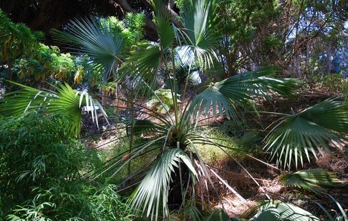 Brahea dulcis - Palmpedia - Palm Grower's Guide