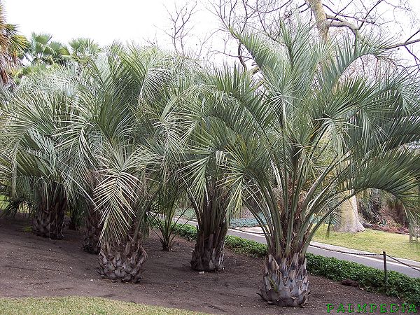 Butia yatay - Palmpedia - Palm Grower's Guide