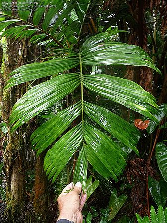 Pinanga maculata - Palmpedia - Palm Grower's Guide