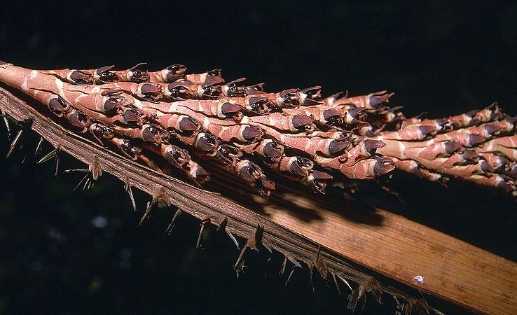 Daemonorops didymophylla - Palmpedia - Palm Grower's Guide