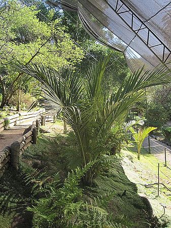 Juania australis - Palmpedia - Palm Grower's Guide