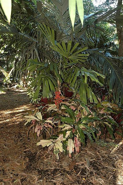 Licuala sp. 'Fairchild' - Palmpedia - Palm Grower's Guide