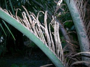 Petiole - Palmpedia - Palm Grower's Guide