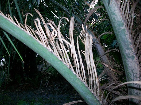Petiole - Palmpedia - Palm Grower's Guide