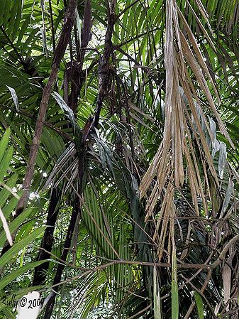 Bactris coloniata - Palmpedia - Palm Grower's Guide