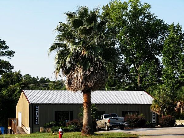 Washingtonia filibusta - Palmpedia - Palm Grower's Guide