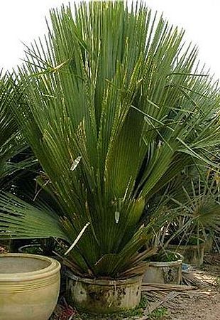 Copernicia rigida - Palmpedia - Palm Grower's Guide